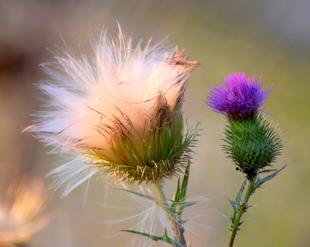Stages of a Thistle - Planters Place