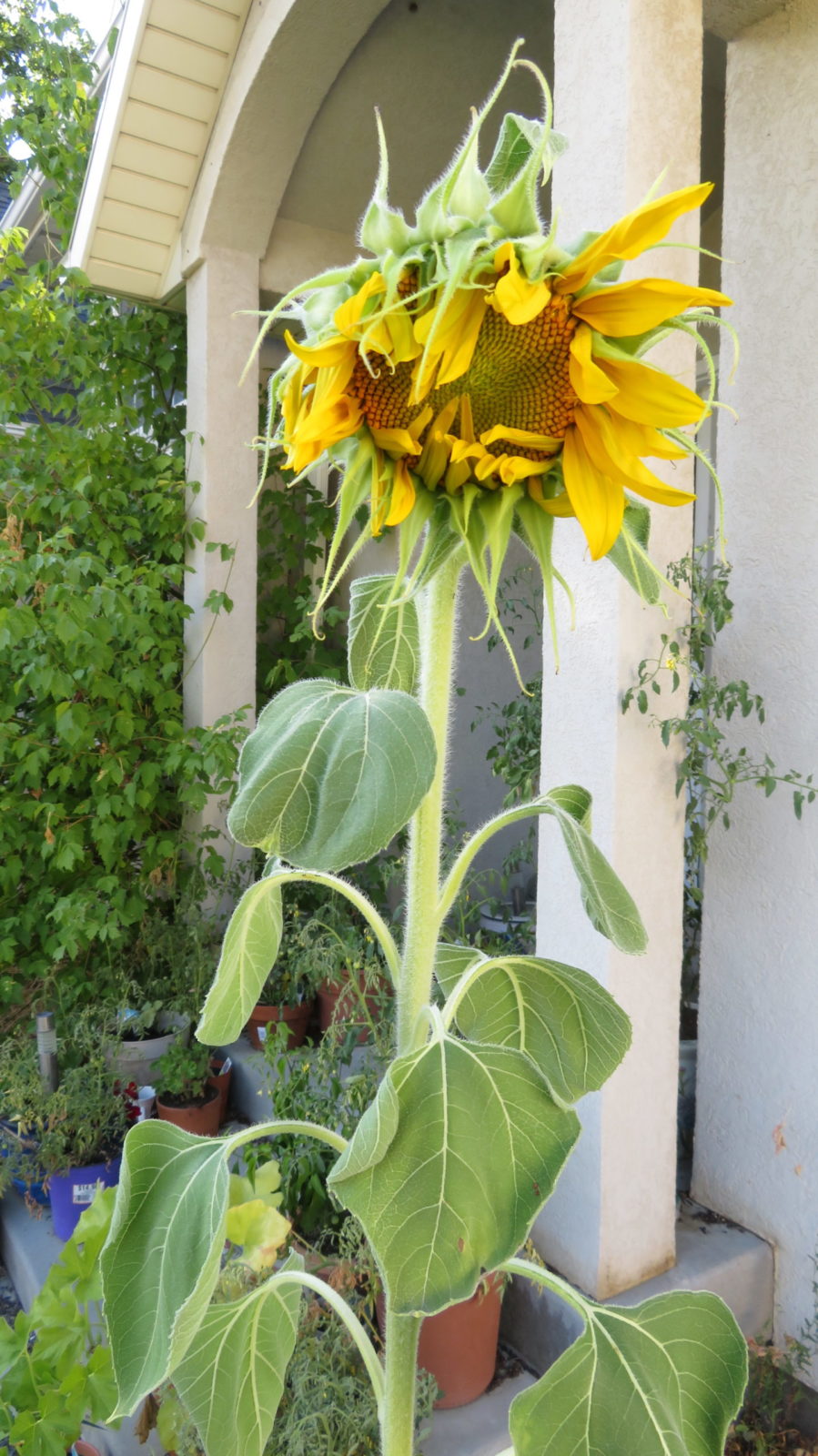 Sunflower - Planters Place