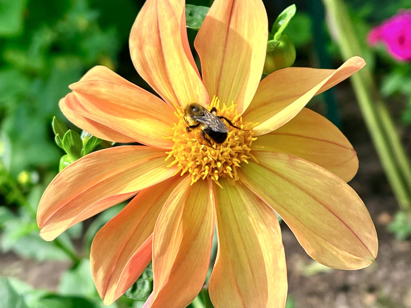 Snacking on sulfur cosmos - Planters Place