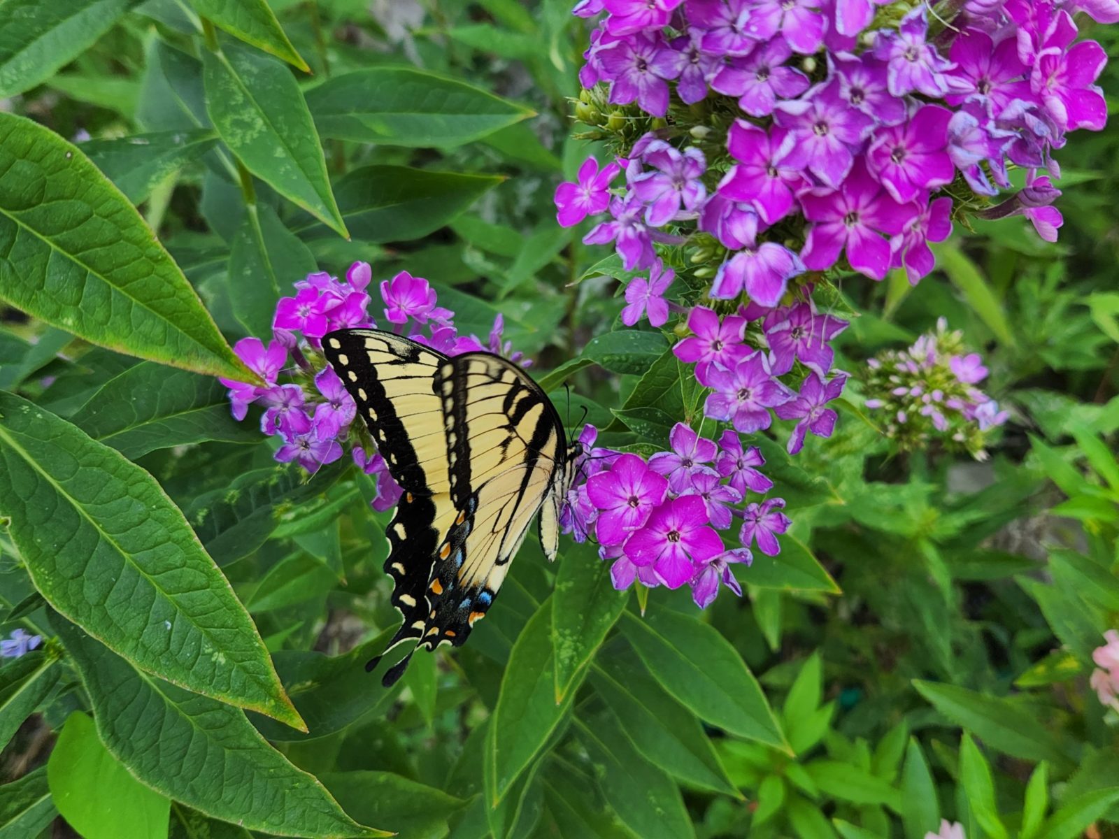 Yellow Swallowtail on Purple Phlox - Planters Place