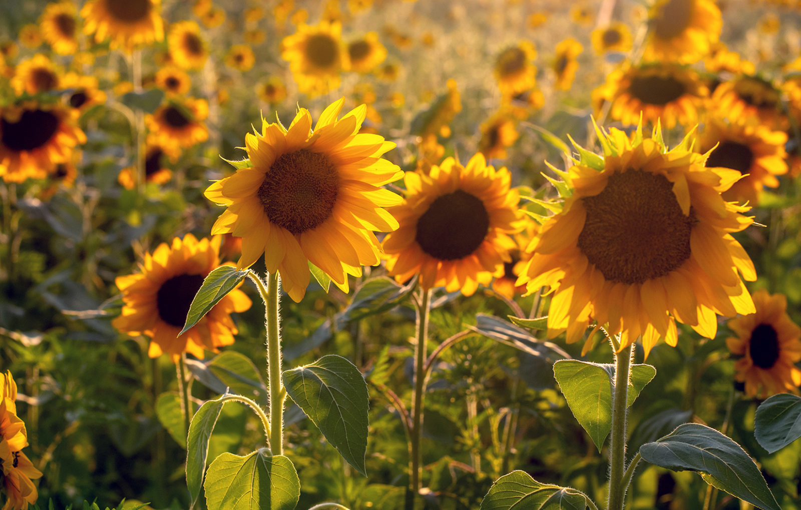 Golden hour with golden sunflowers - Planters Place