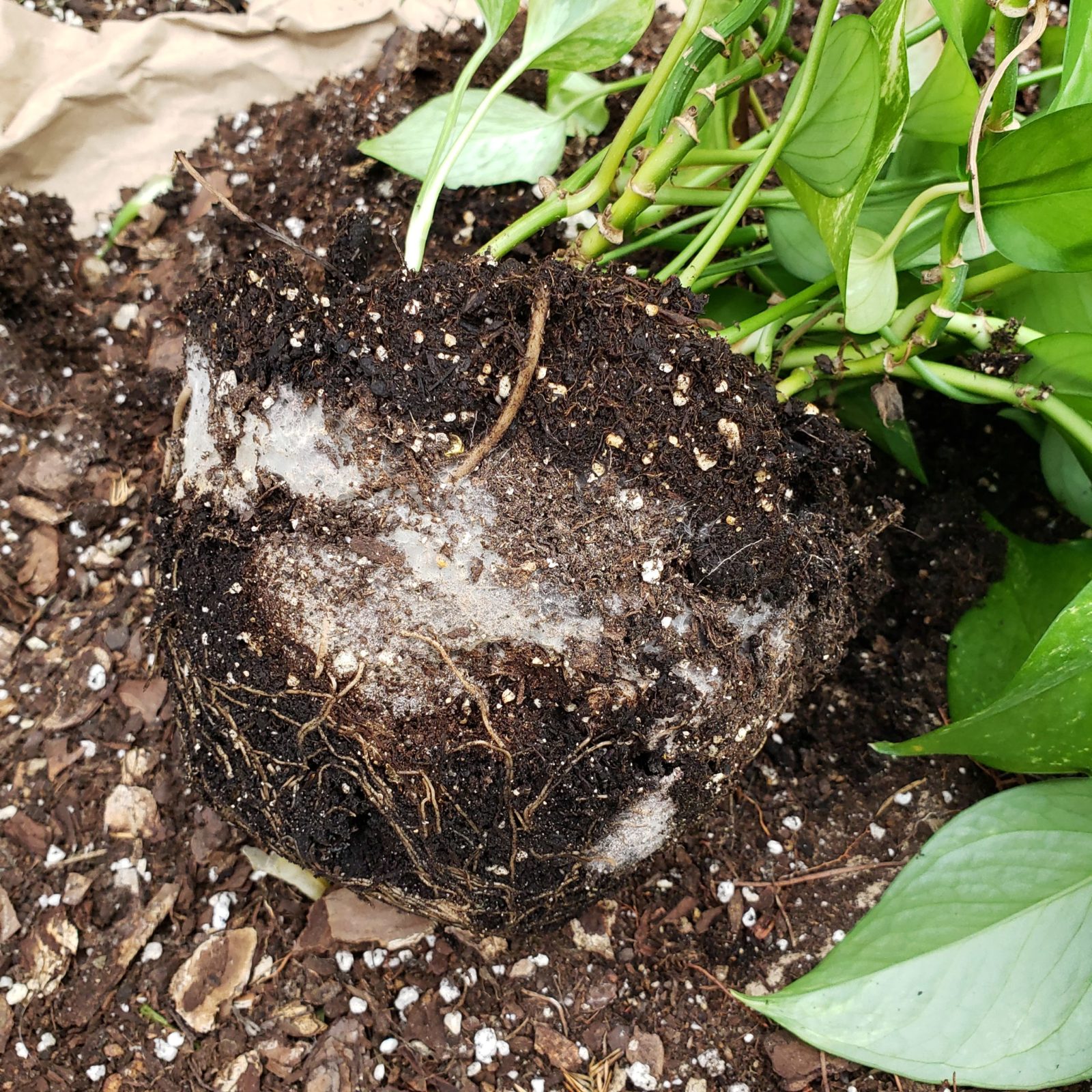 Dealing With Mold On Indoor Seeds Dealing With Mold On Indoor Seeds