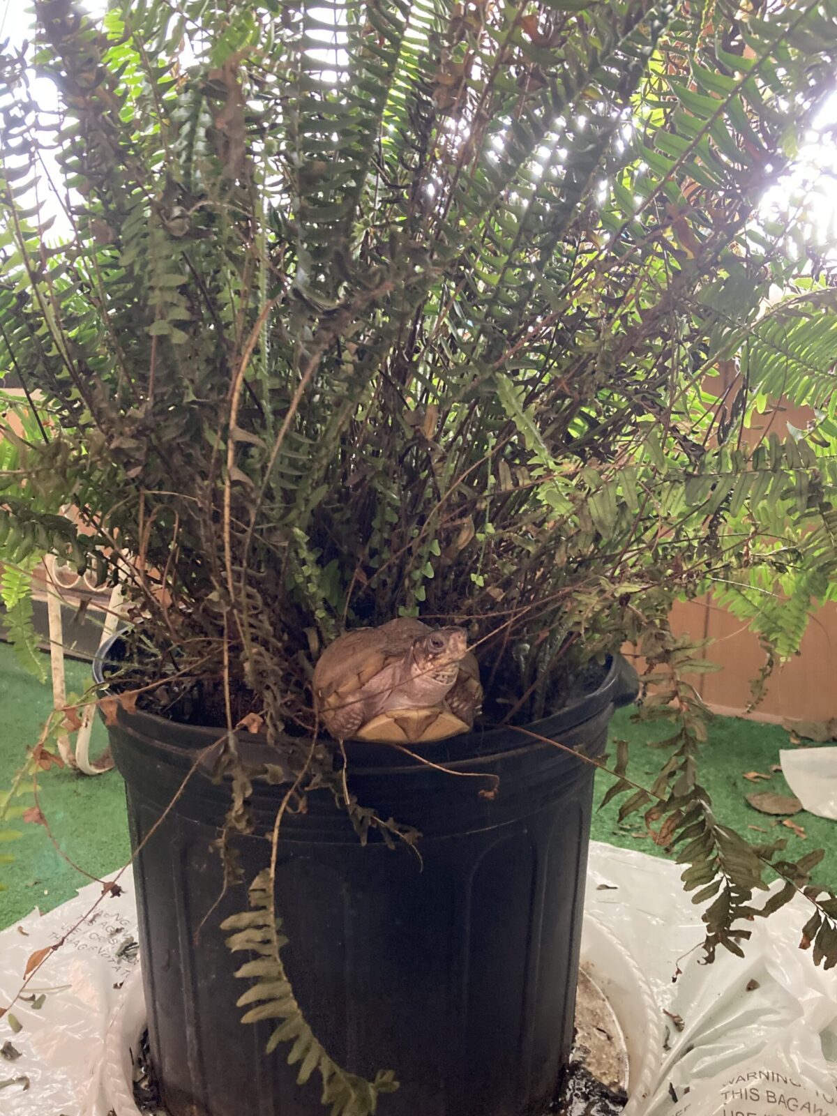 Young Turtle cozying up to fern - Planters Place