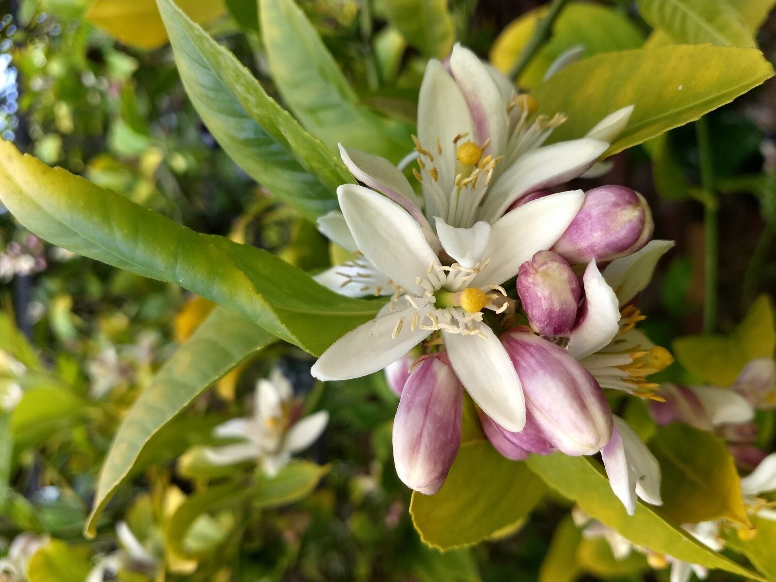 Meyer Lemon Blooms - Planters Place