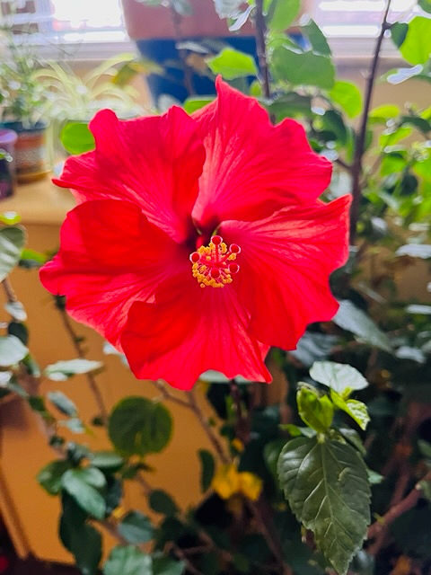 Hibiscus loving the indoors! - Planters Place