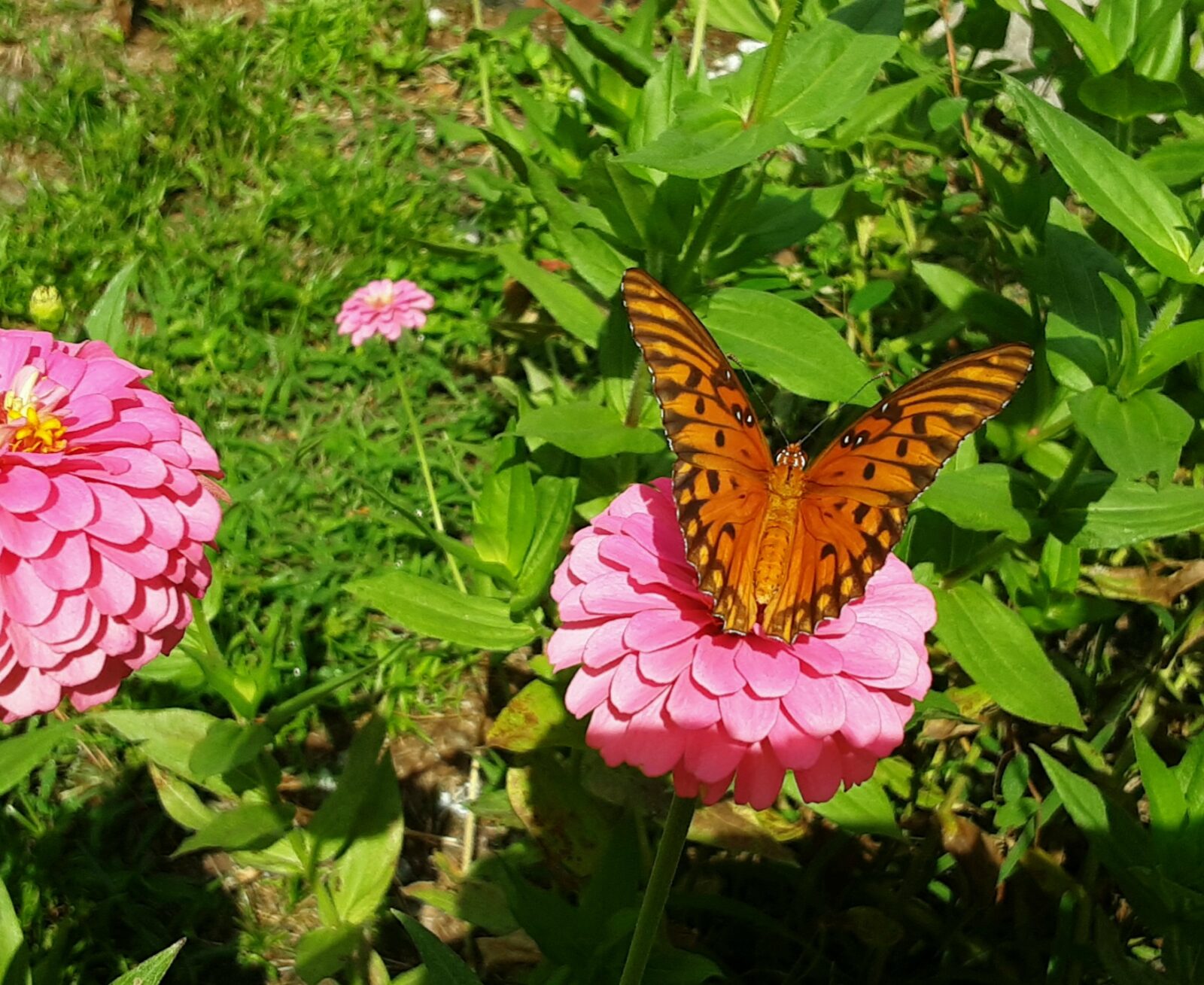 busy butterfly - Planters Place