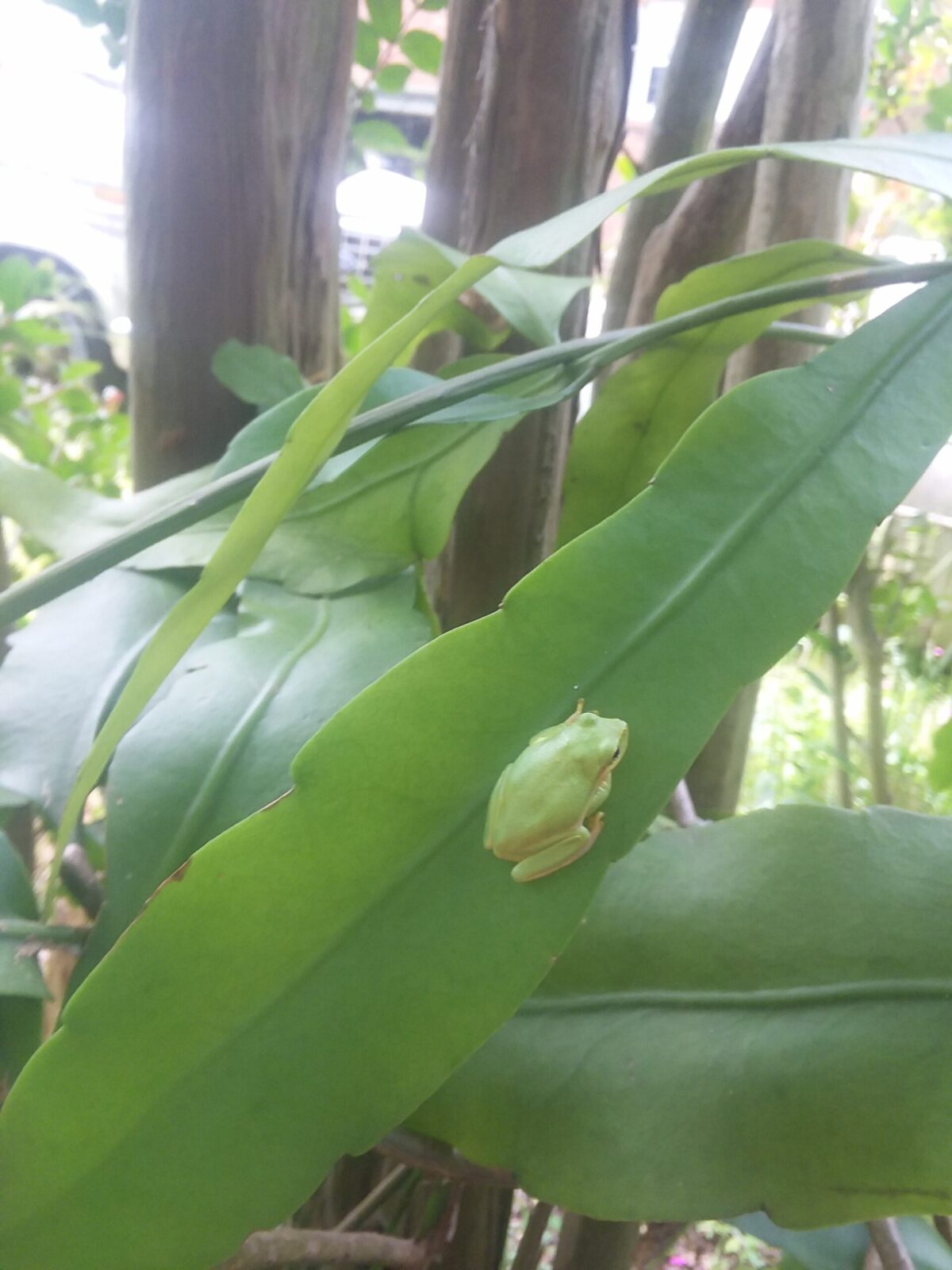 Tree frog on Night-blooming cereus - Planters Place