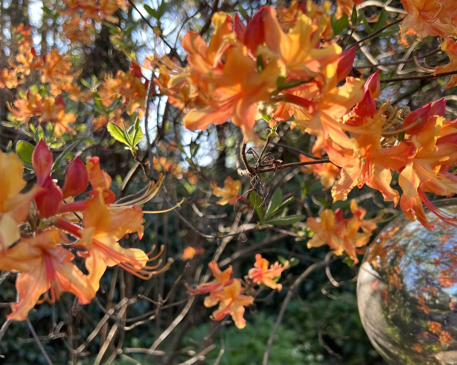 Native azalea - Planters Place
