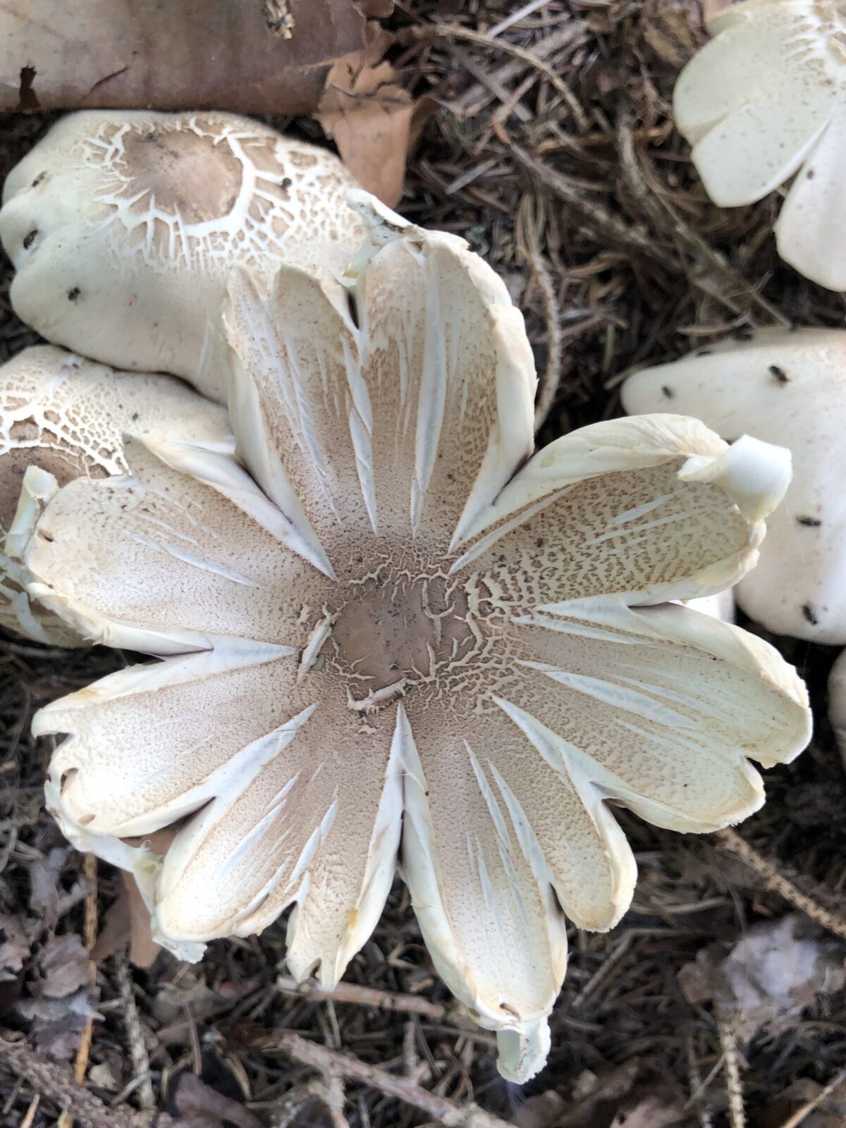 Mushroom opens to look like flower - Planters Place