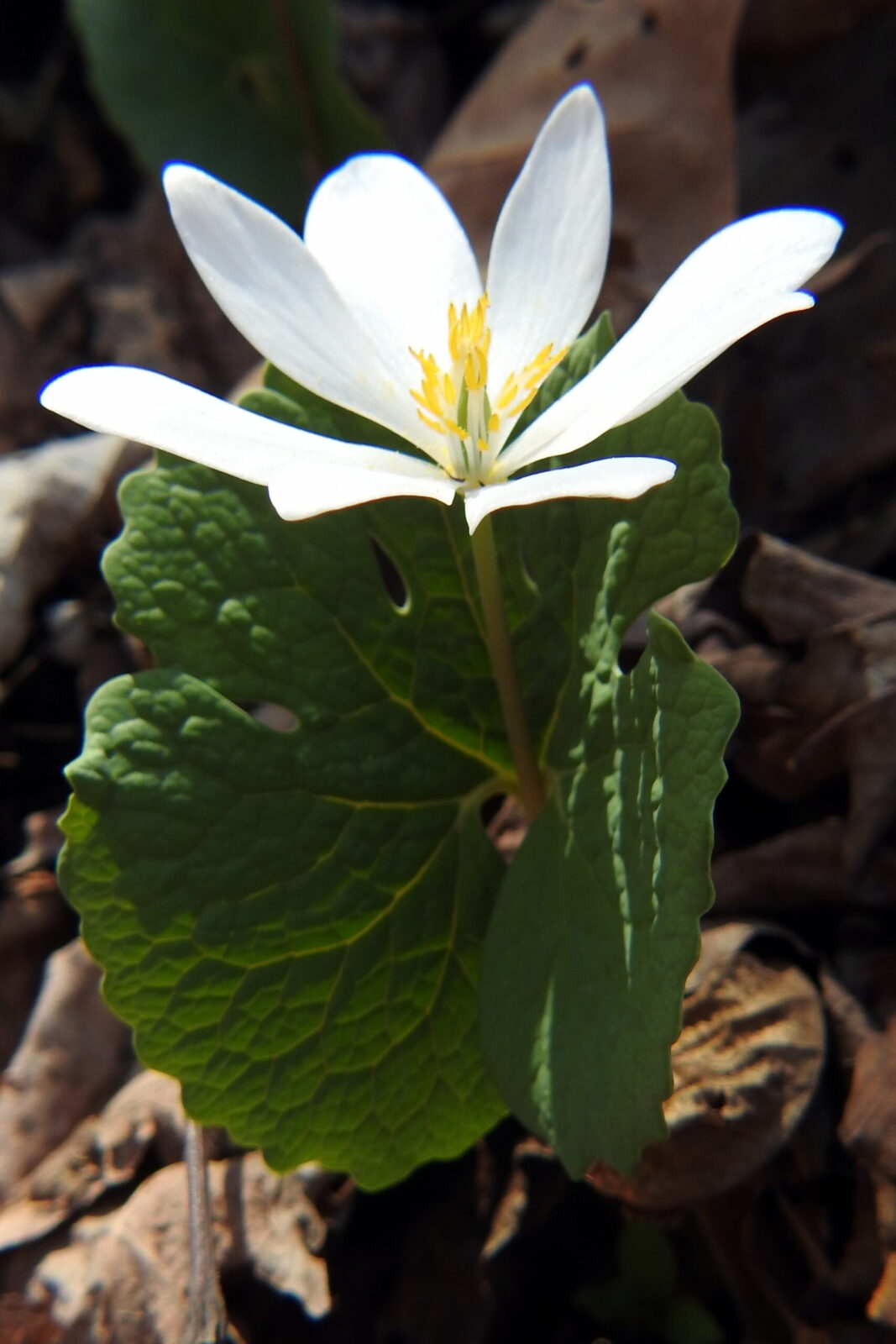 Bloodroot in Bloom - Planters Place