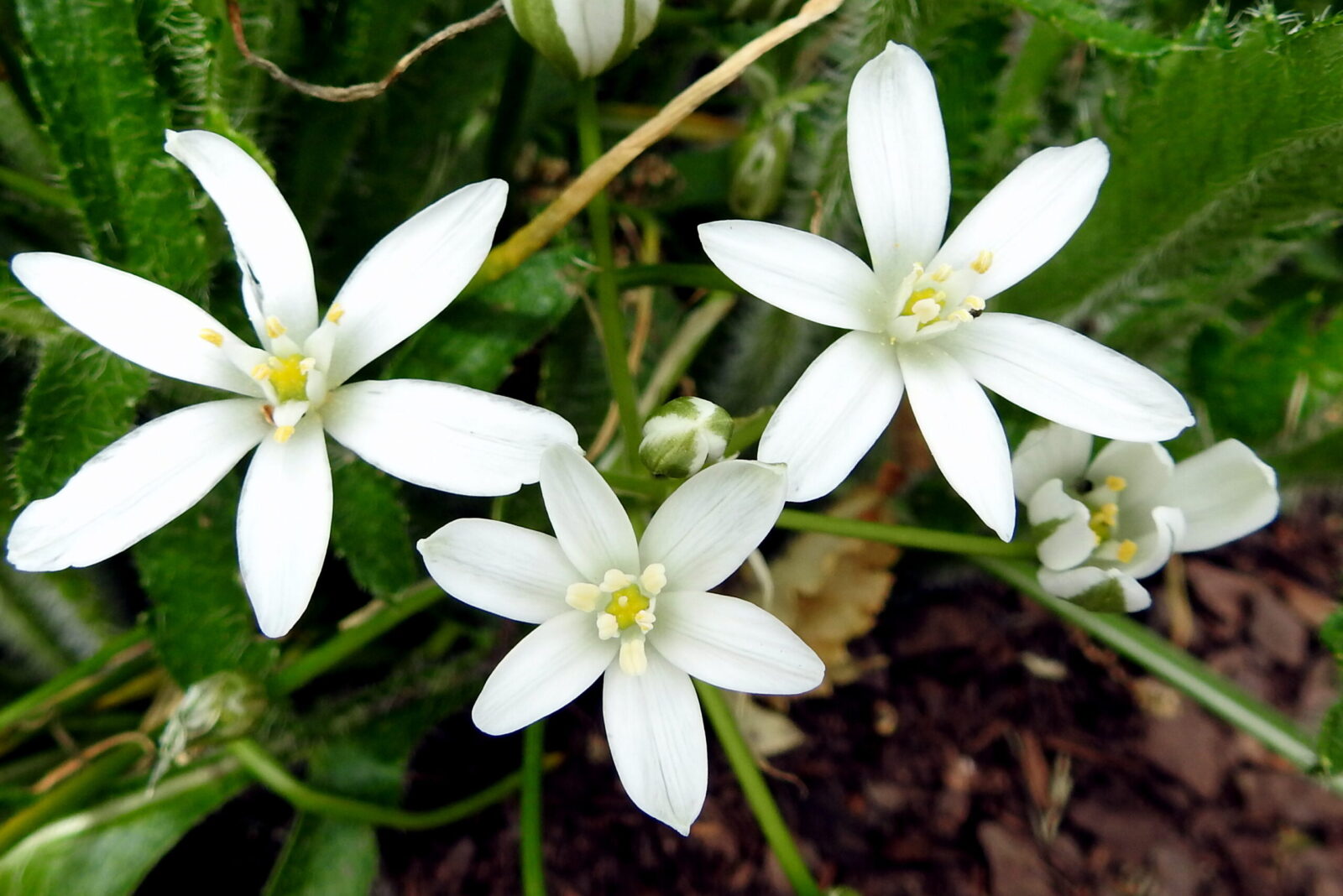 Star of Bethlehem - Planters Place
