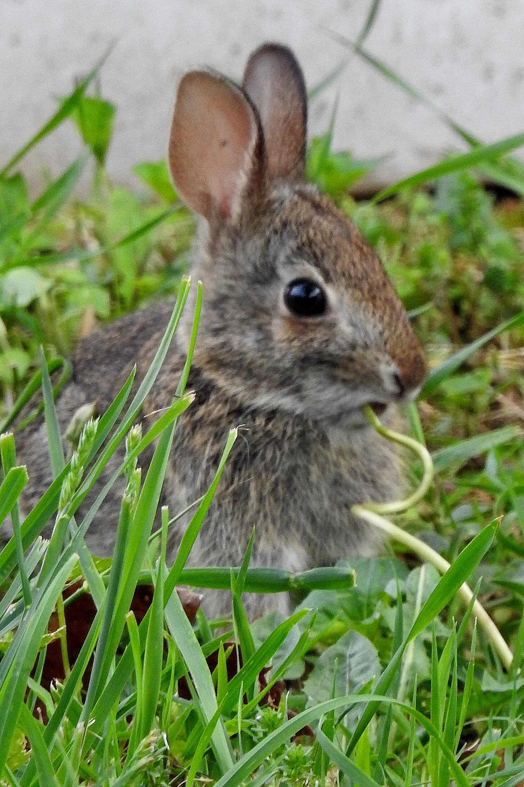 Young Rabbit Eating the Stem of a Dandelion - Planters Place