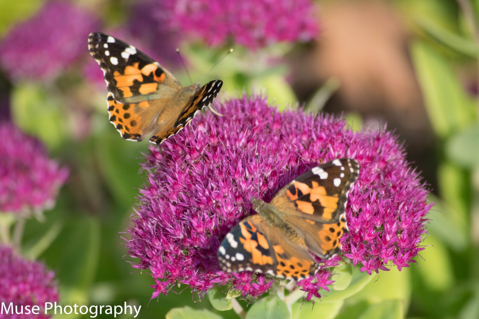 flowers with painted lady butterflies - Planters Place