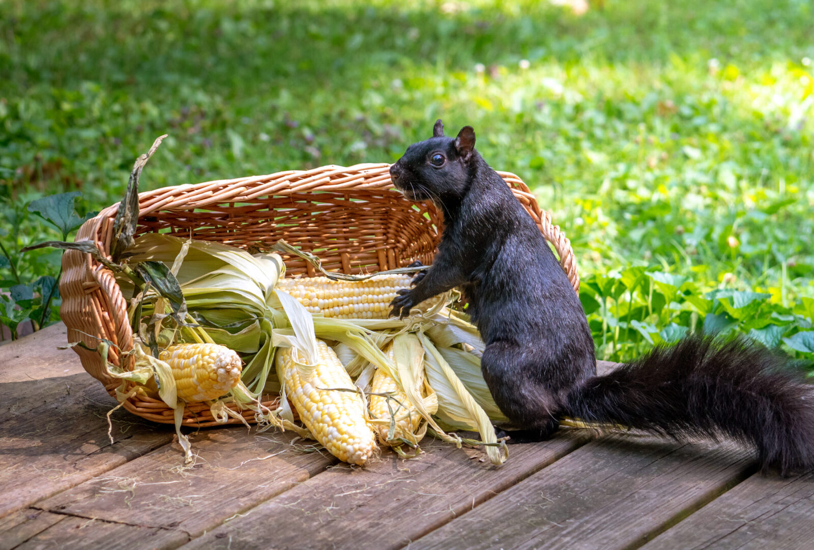 Black squirrel discovers basket of corn on the cob - Planters Place