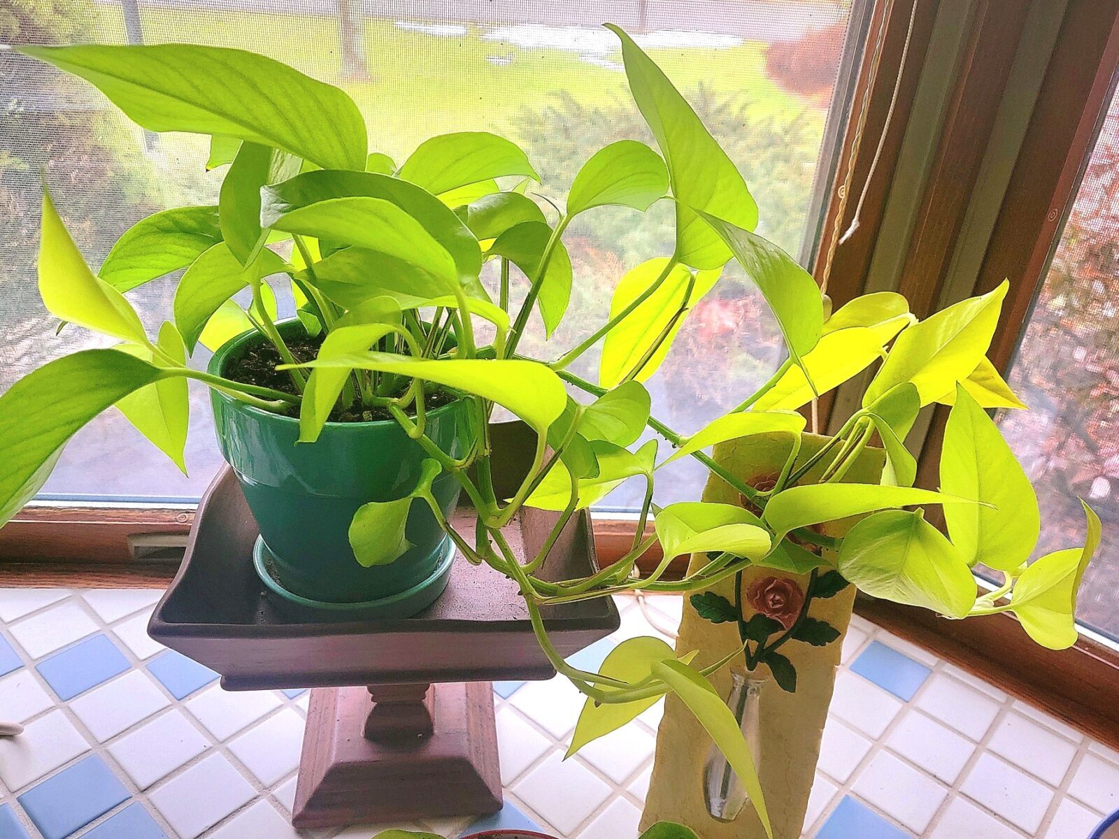 The green shades of the Pothos plant - Planters Place