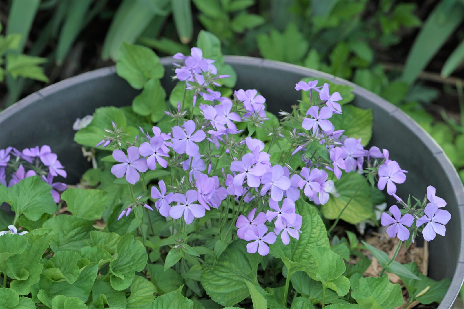 Early Spring is Time to Plant Native Spring Ephemerals - Planters Place