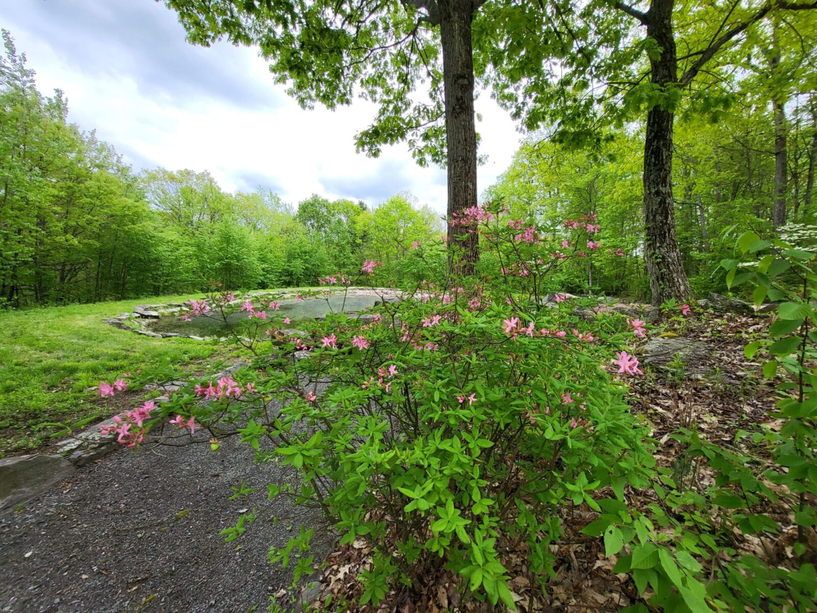 Wild Azalea - Planters Place
