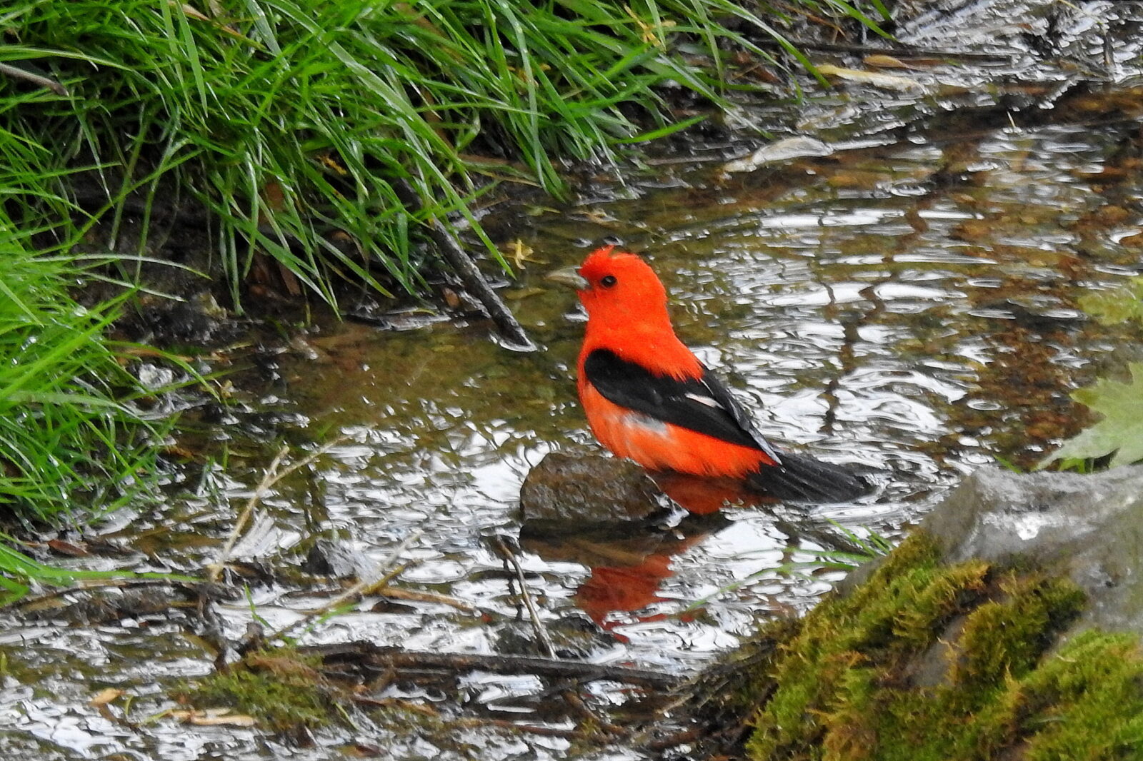 Scarlet Tanger enjoying a creek. - Planters Place