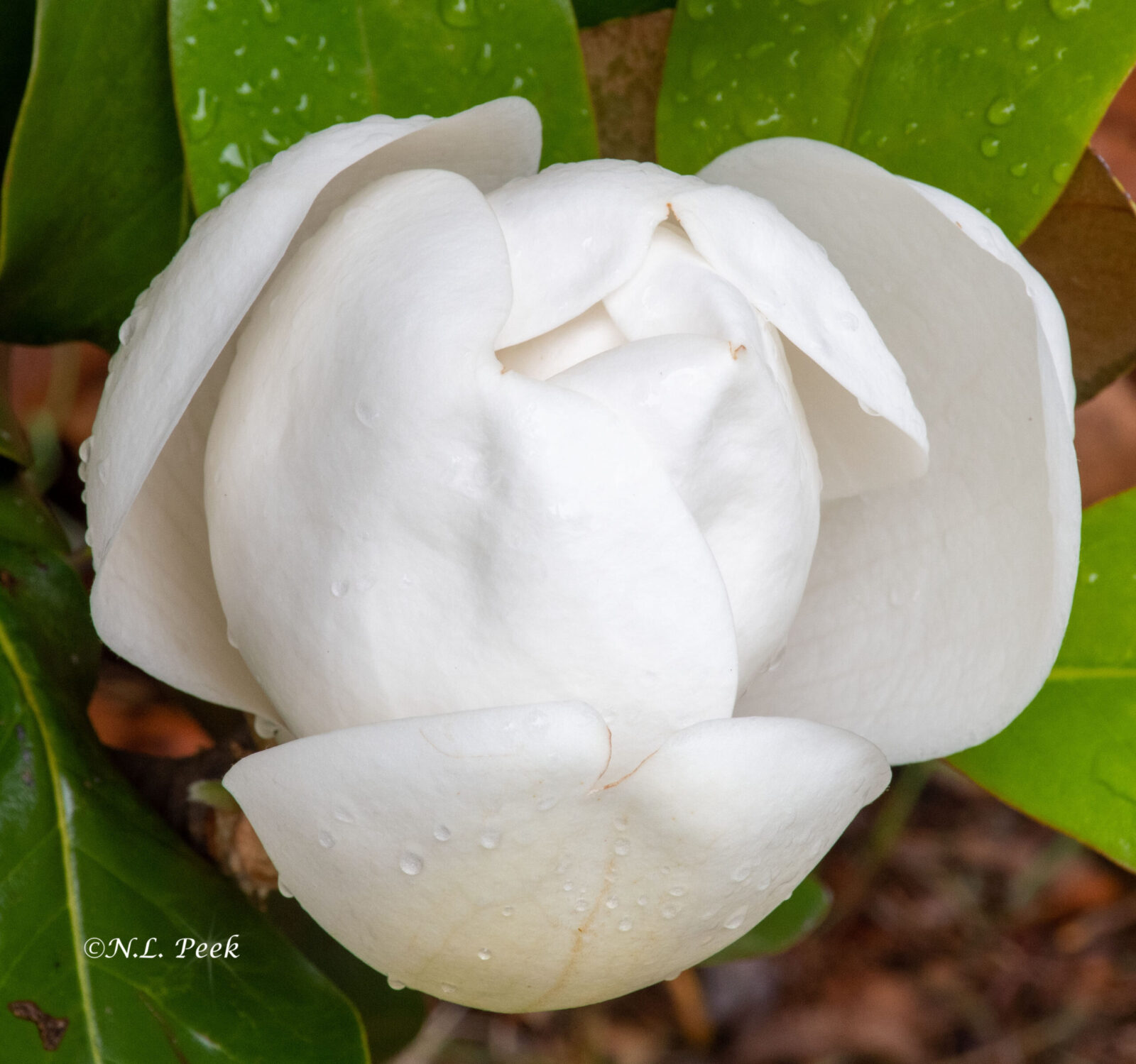 Opening magnolia bloom - Planters Place