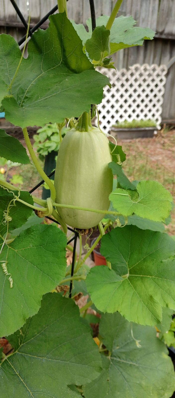 Spaghetti squash - Planters Place
