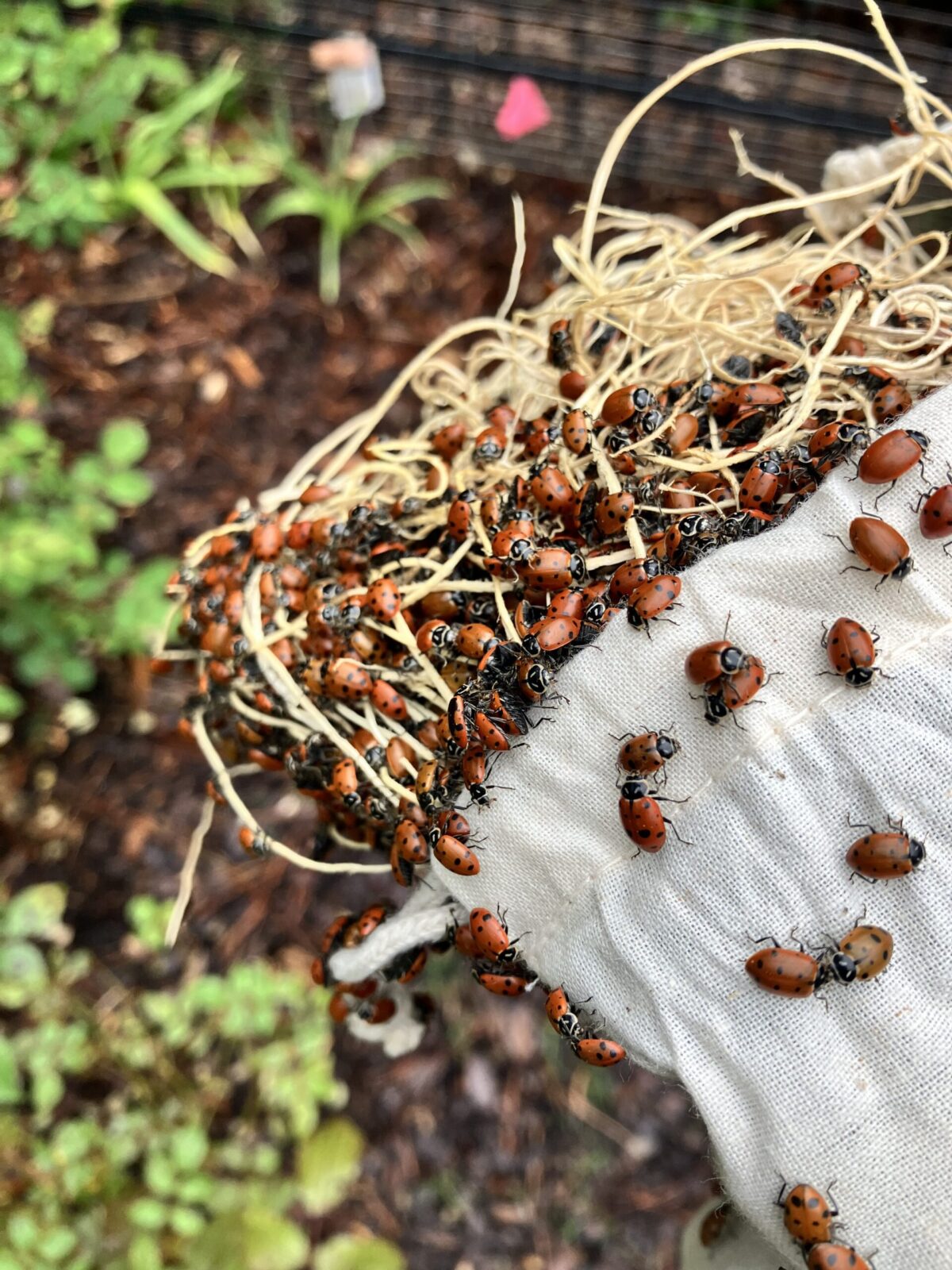 Release the Beneficial Insects - Planters Place