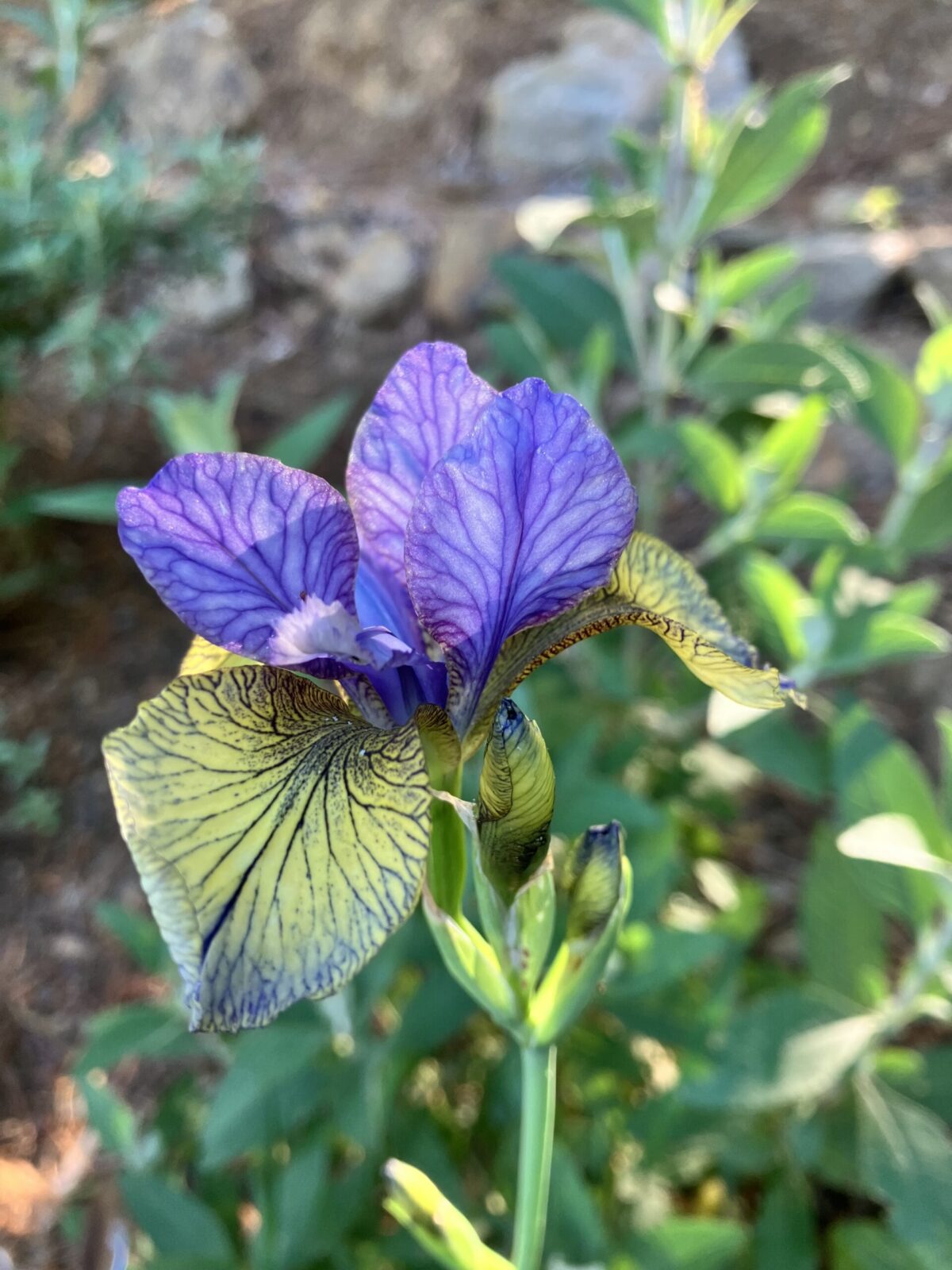 Iris ‘So Van Gogh’ - Planters Place