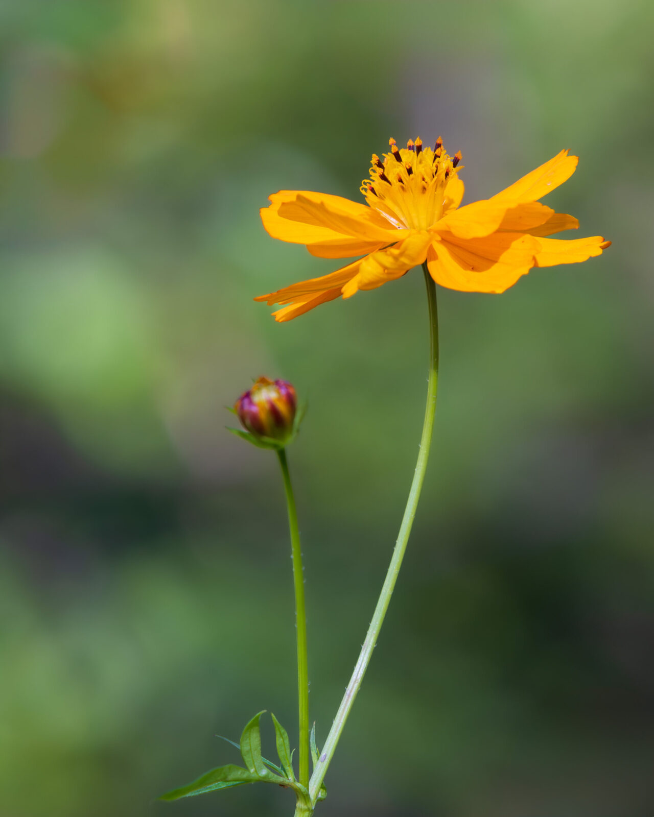 Orange Butterfly Cosmos - Planters Place