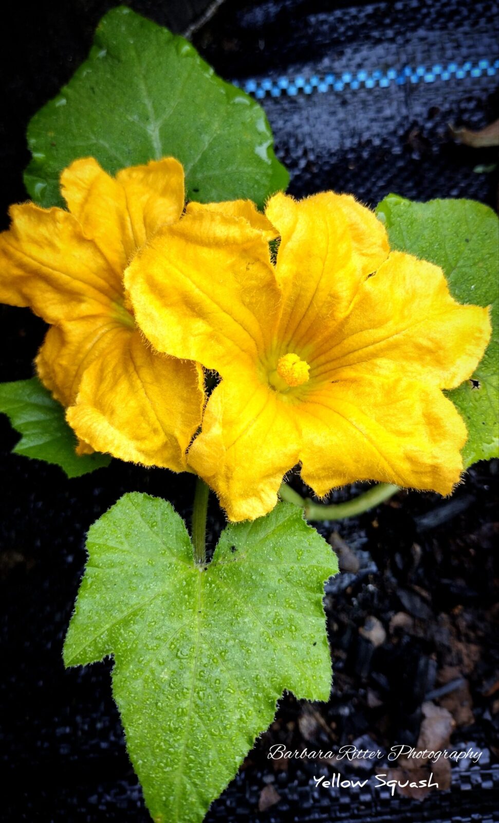 Squash Me - Planters Place