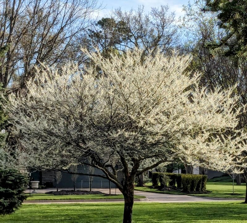 Early Spring Beauty - Planters Place