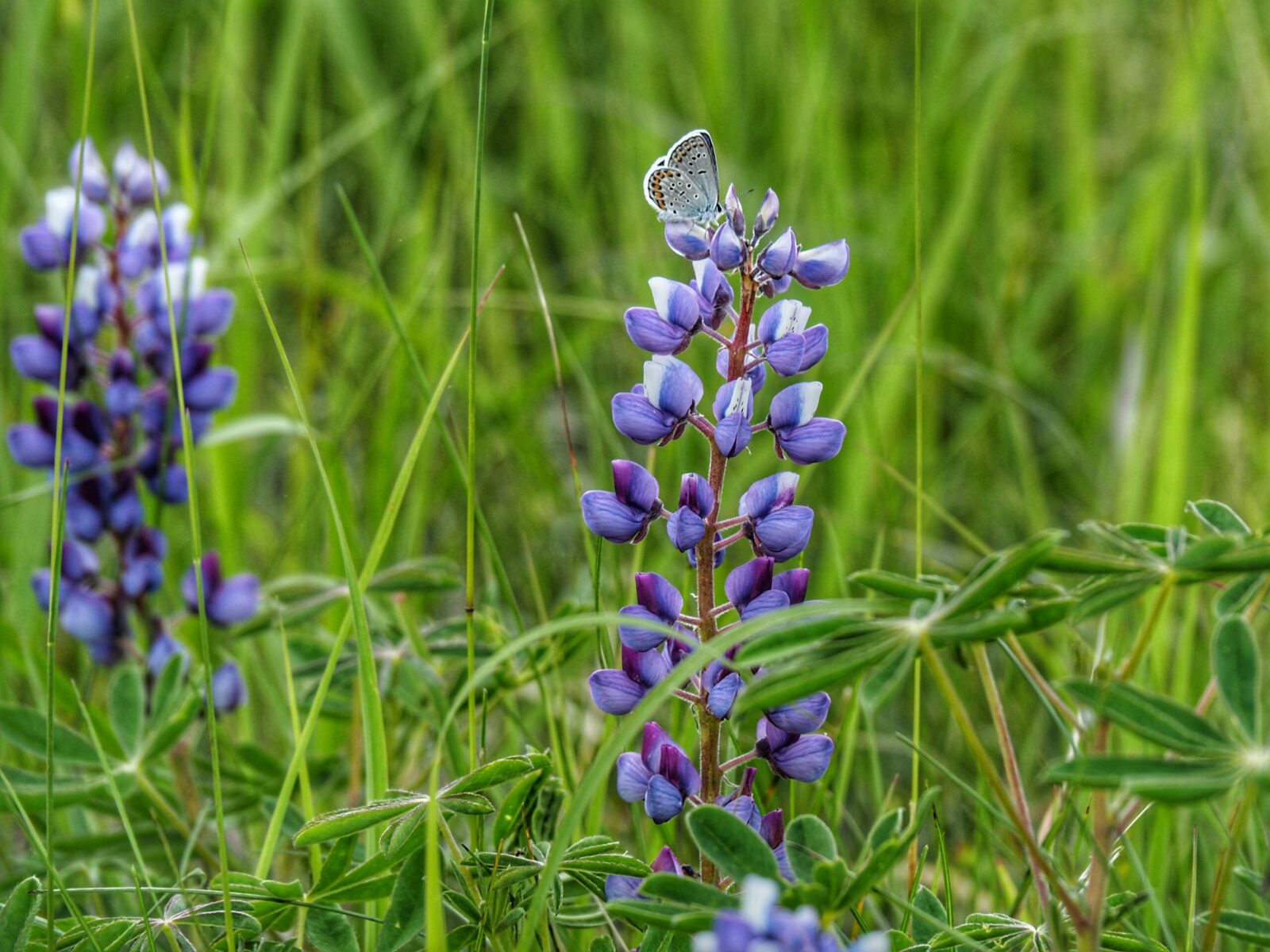 Rare Karner Blue Butterfly on its host plant, Wild Lupine - Planters Place