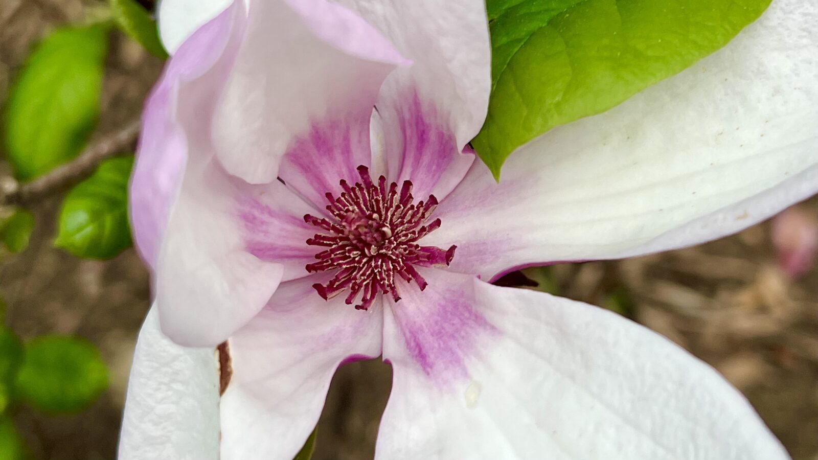 Magnolia Flower Macro - Planters Place