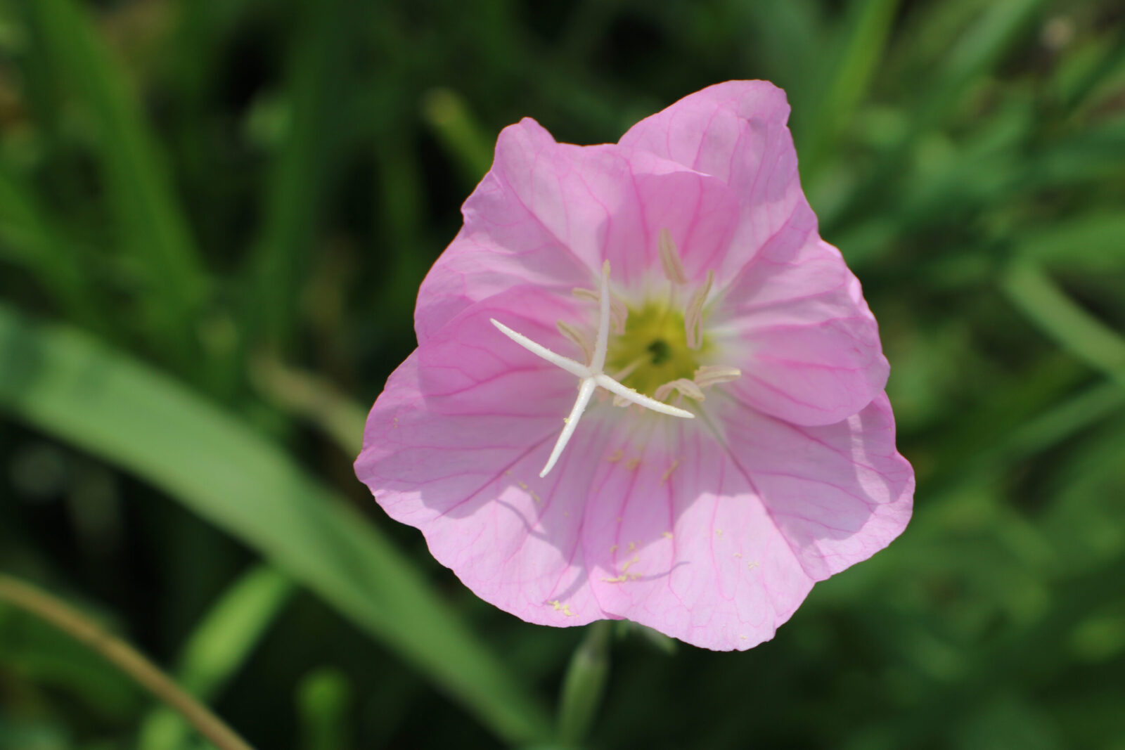 Pink Evening Primrose Macro - Planters Place