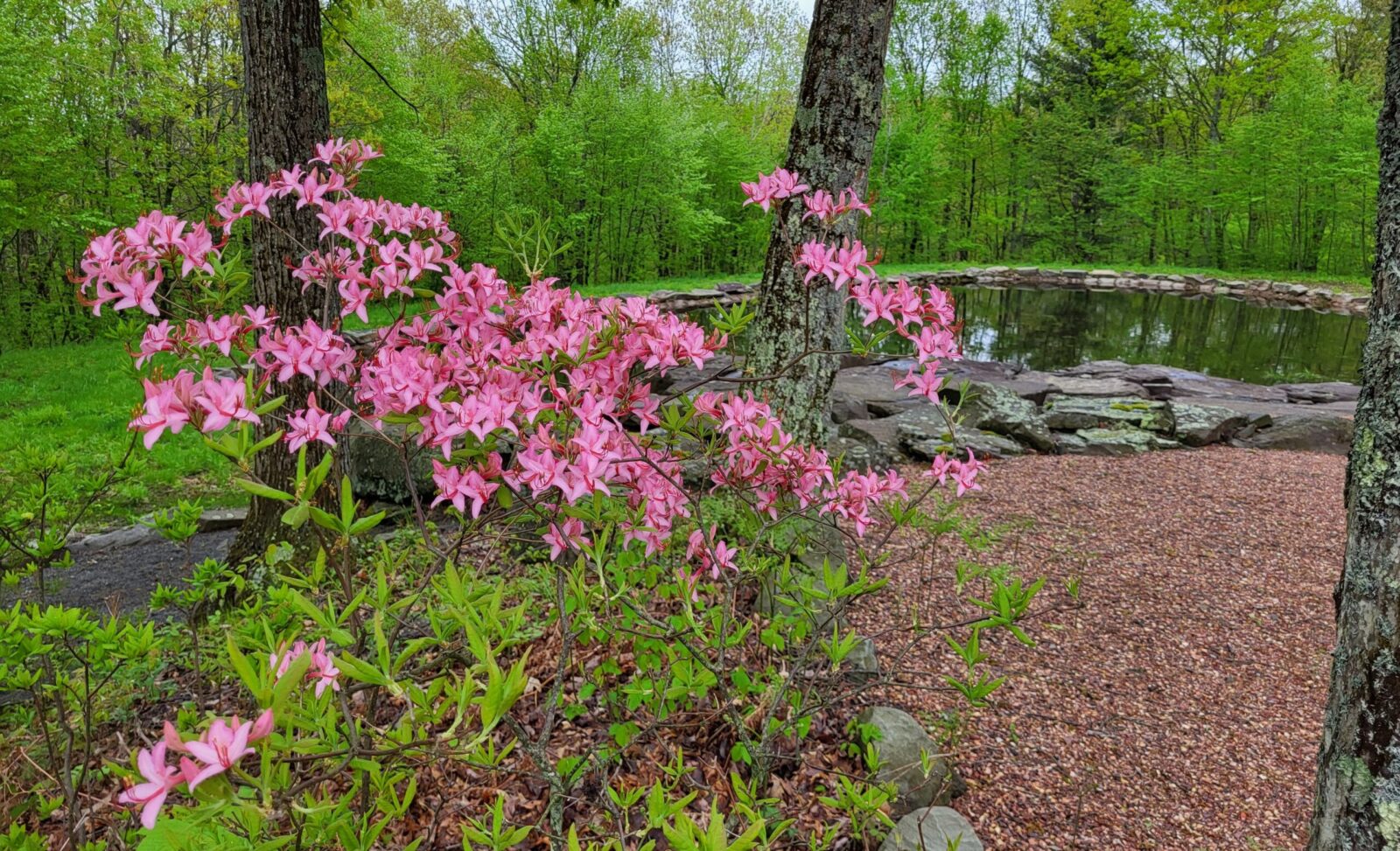 Wild Azalea - Planters Place
