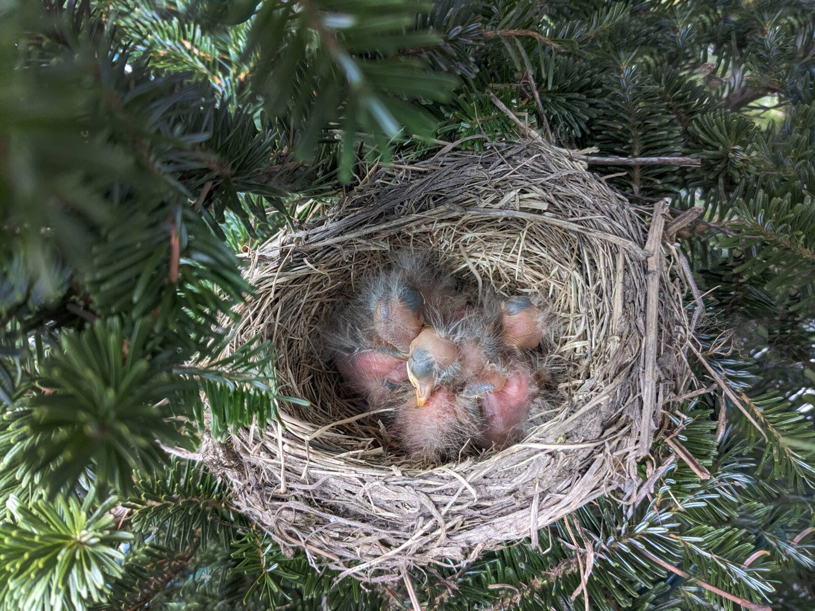 Baby robins in a spring nest - Planters Place