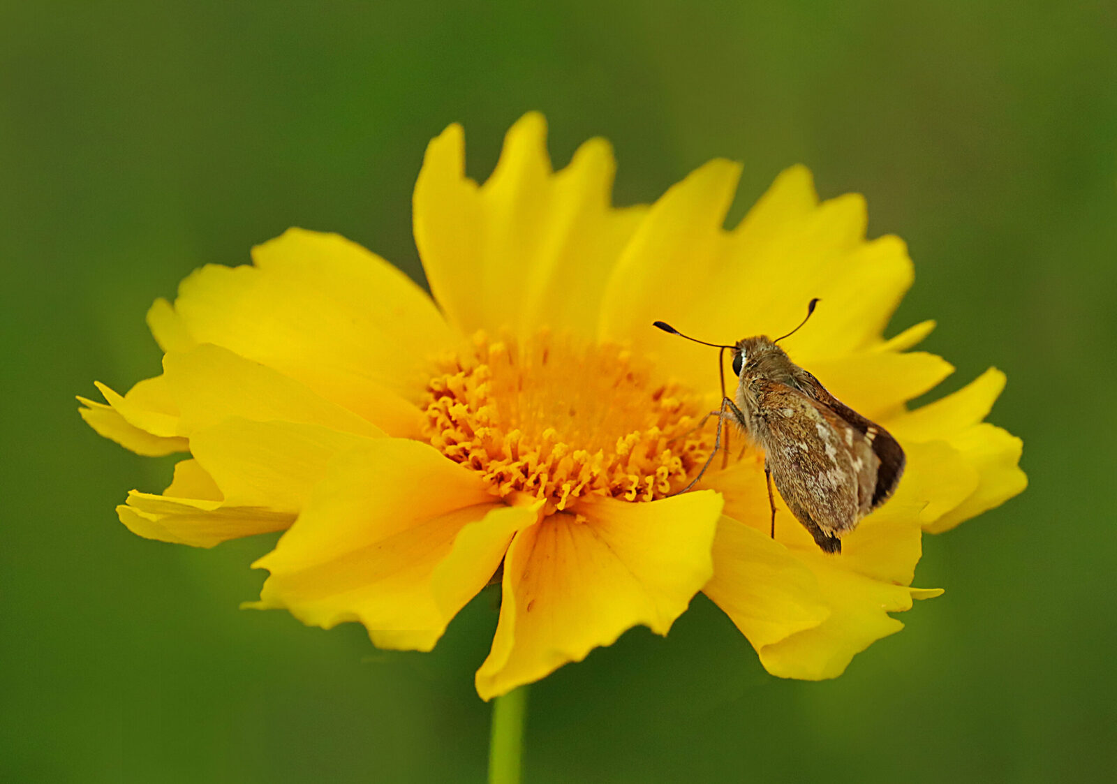 lance-leaved tickseed Archives - Planters Place