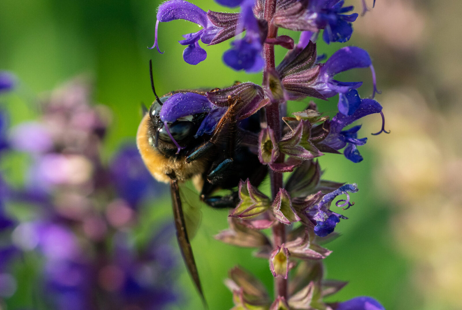 Introducing Pollination Syndromes - Planters Place