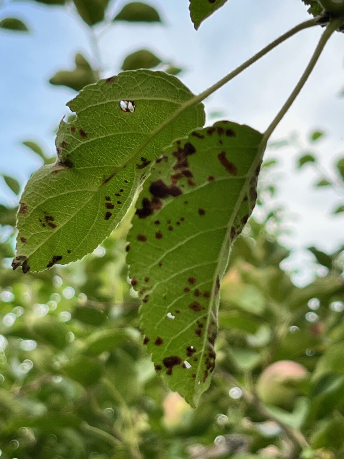 What to do About Apple Scab and Pear Scab - Planters Place